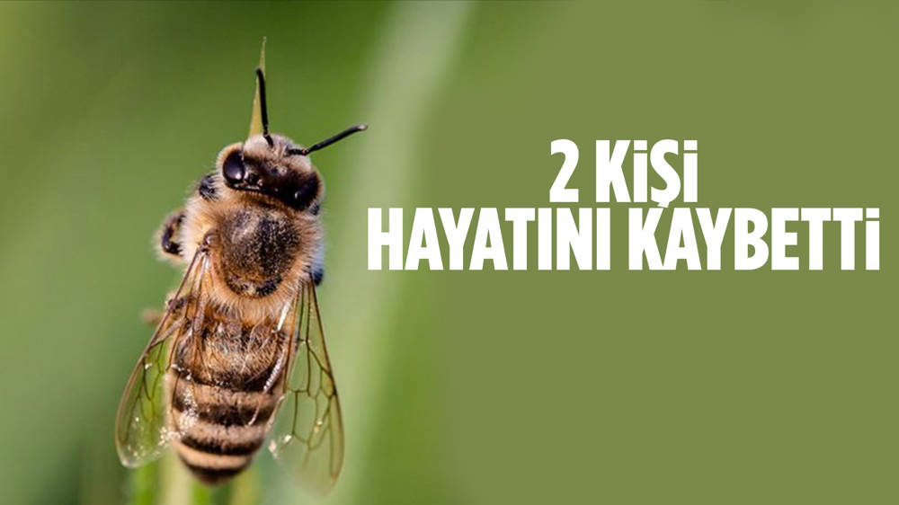 Arılar ölüm getirdi | Ankara Masası