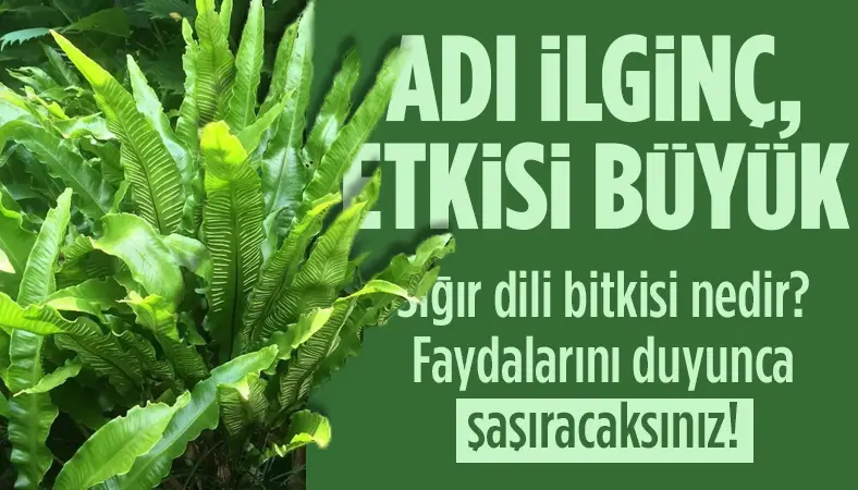 Adı ilginç, etkisi büyük: Sığır dili bitkisi nedir? Faydalarını duyunca ...