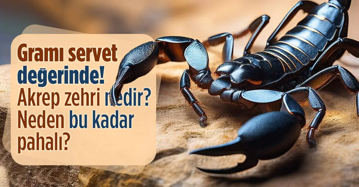 Gramı servet değerinde! Akrep zehri nedir, neden bu kadar pahalı? Akrep ...